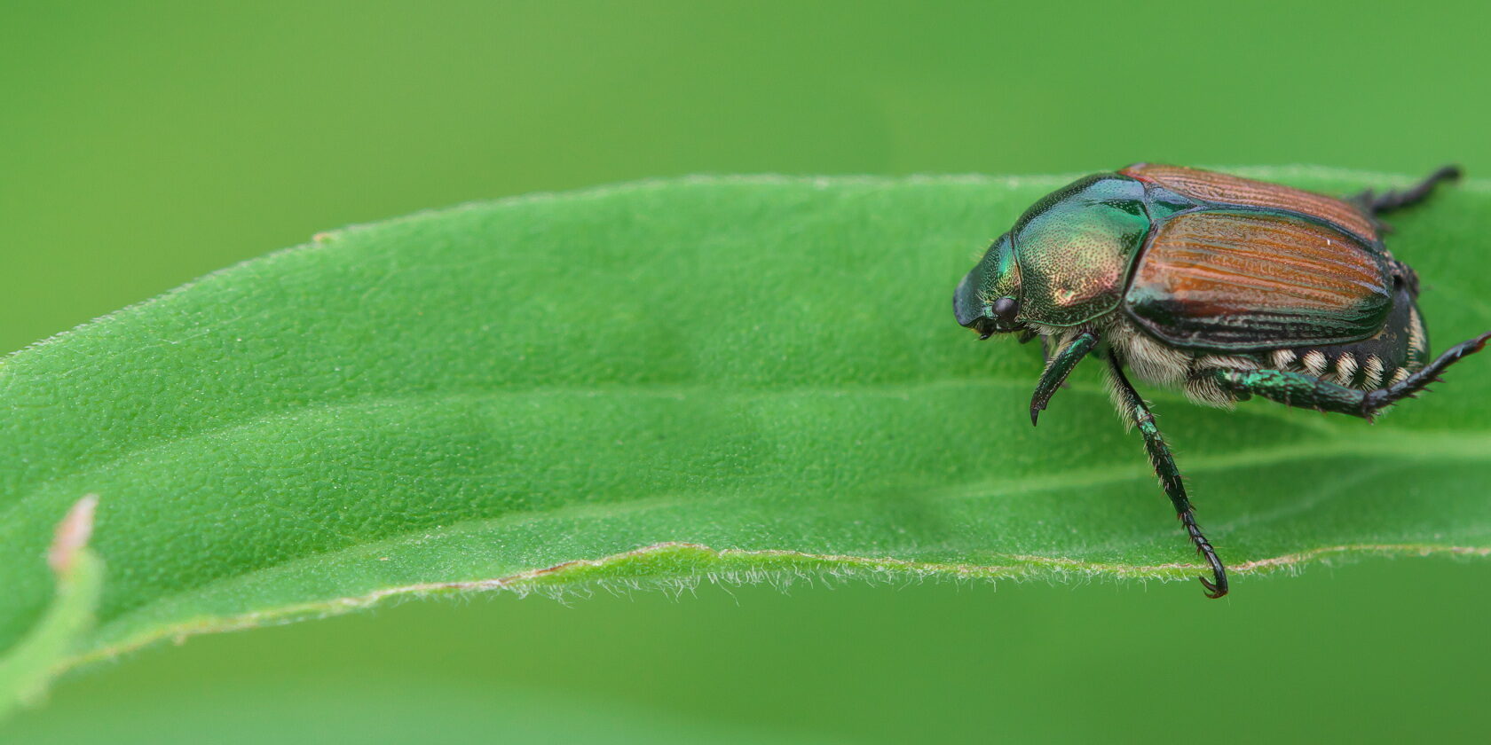 Friend or Foe? AHDB’s encyclopaedia of pests will tell you - Itaka