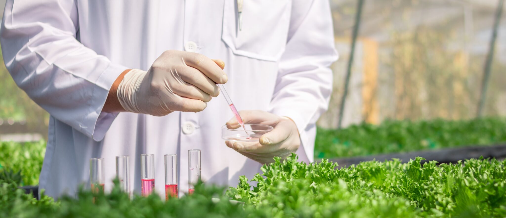 Plant-Microbe Interaction in Sustainable Agriculture – Itaka