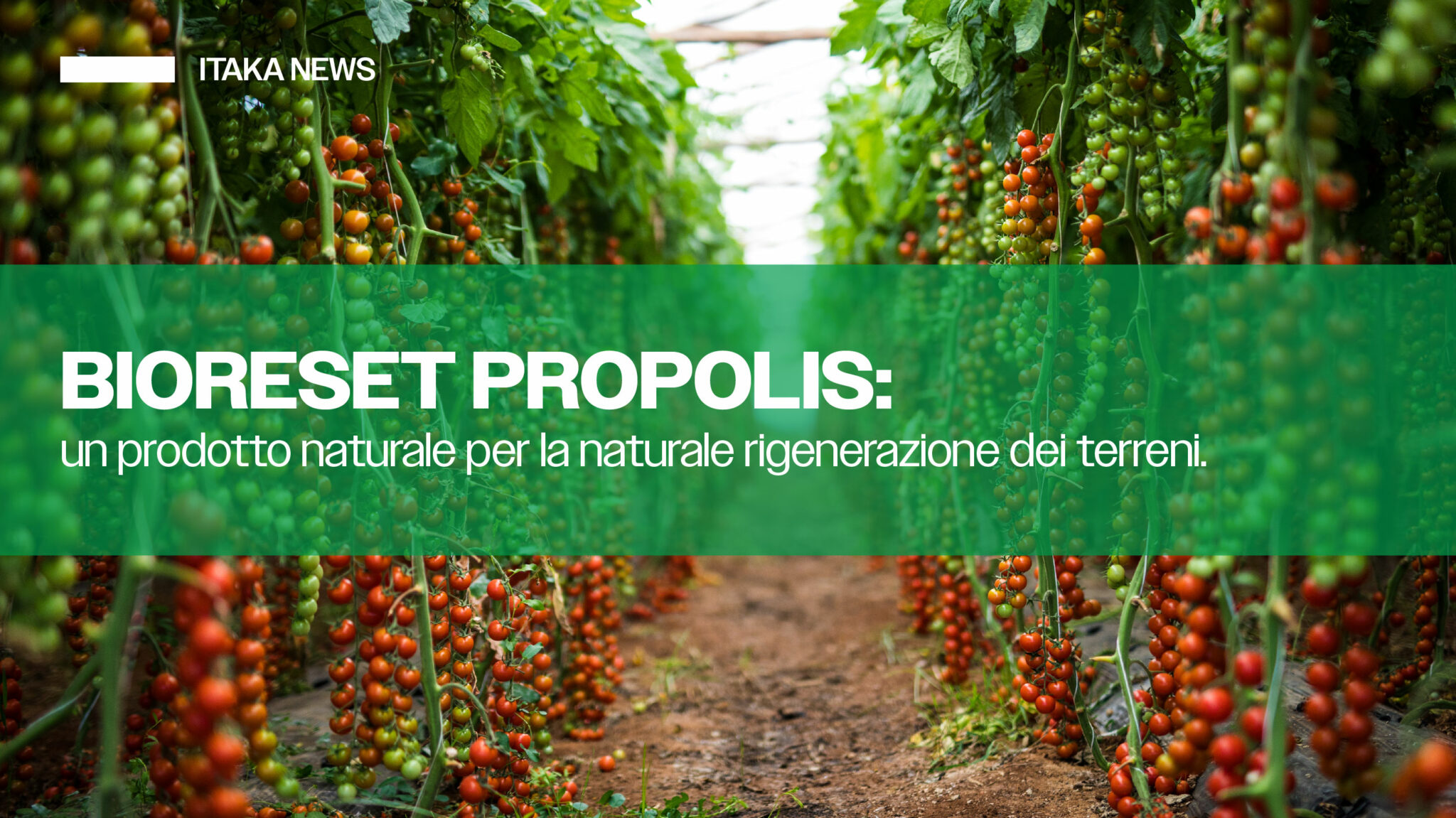 BIORESET Propolis: Un prodotto naturale per la rigenerazione dei ...