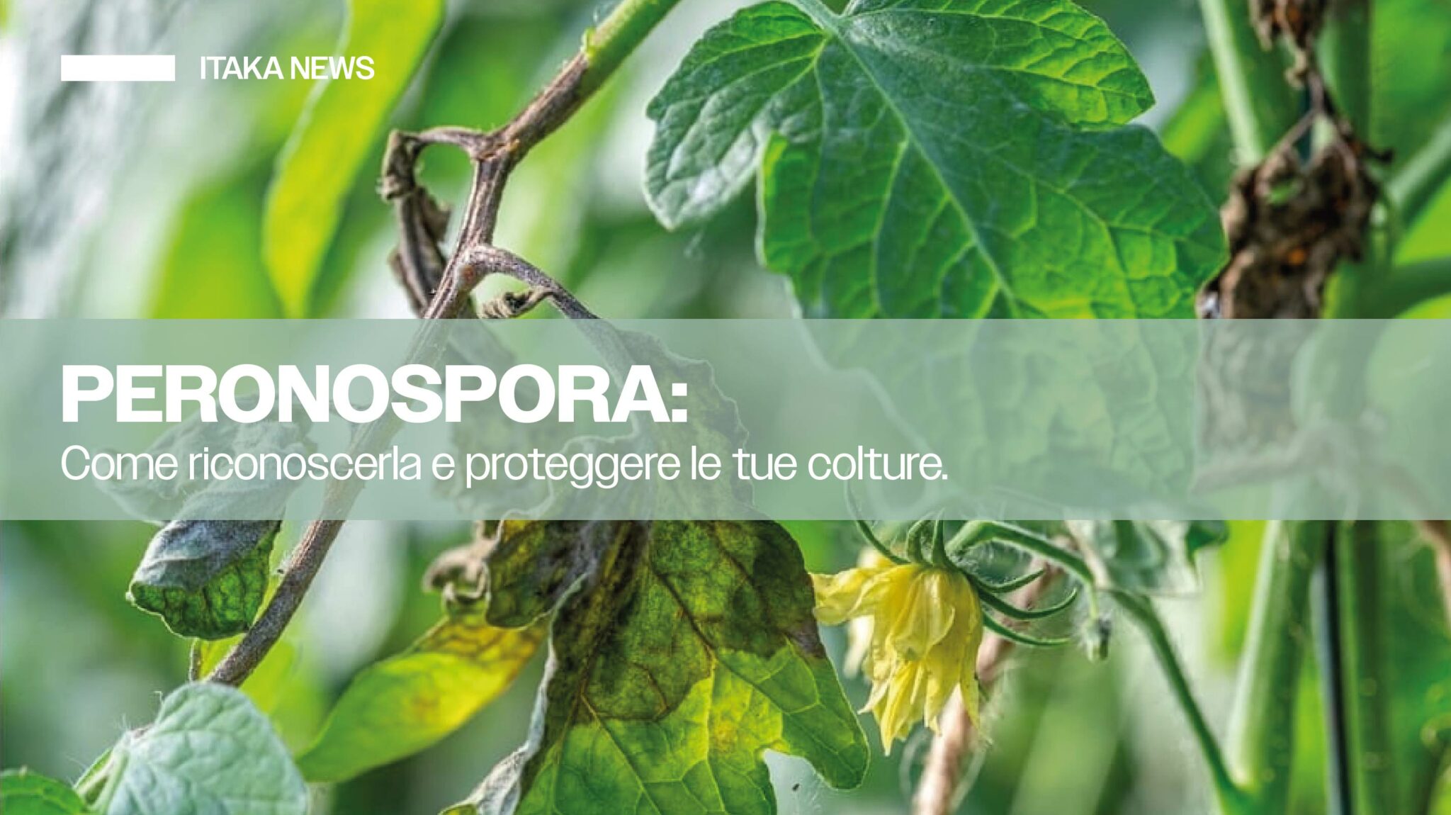 La peronospora: comprendere e combattere una minaccia comune per le ...